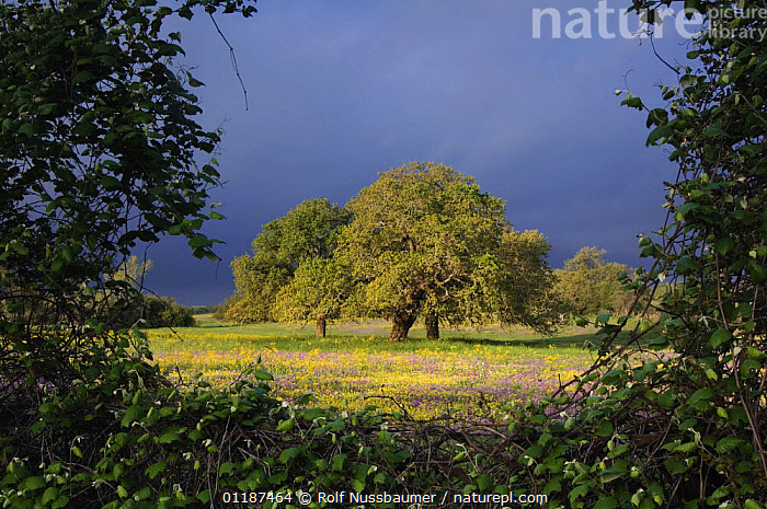 Stock photo of Live Oak (Quercus virginiana), Squaw Weed (Senecio ...
