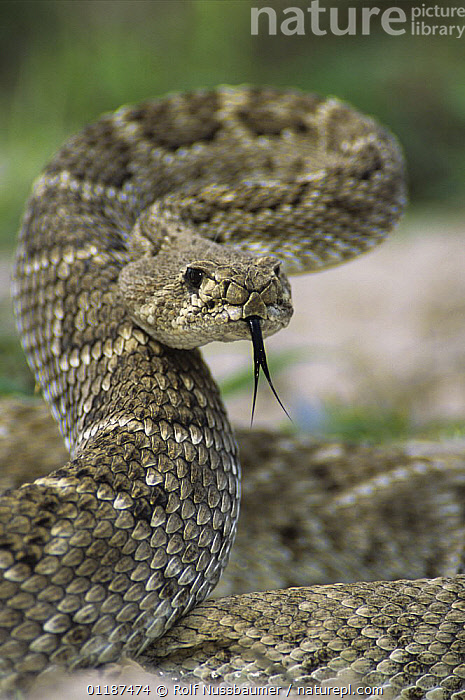Stock photo of Western Diamondback Rattlesnake {Crotalus atrox} adult ...