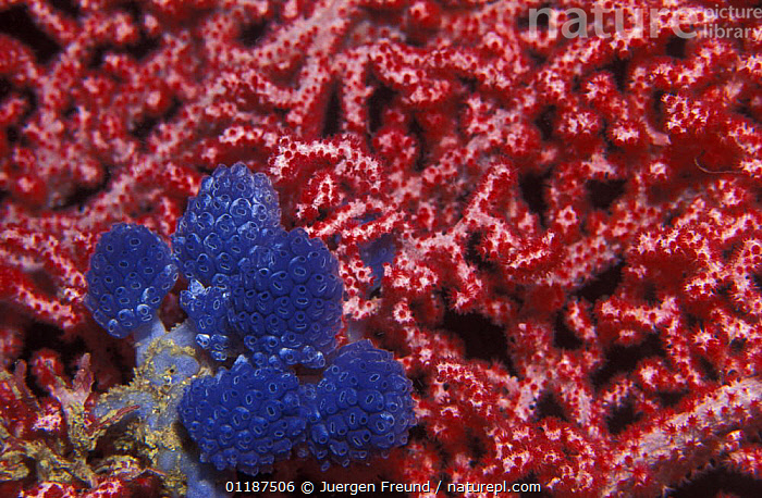 Stock photo of Colonial tunicatas (Tunicata) and fan coral, Indo ...