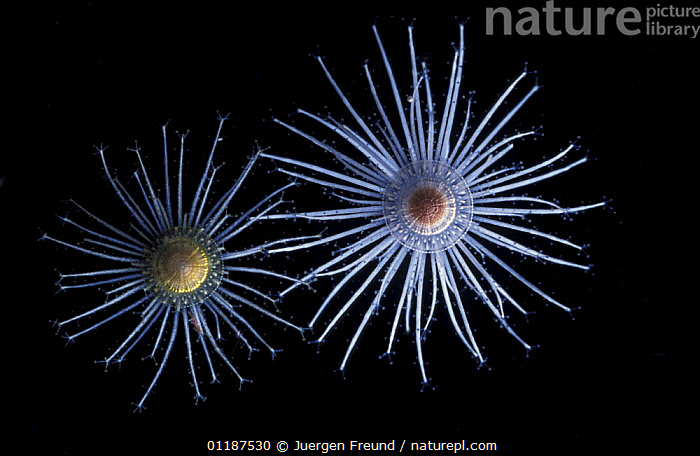 Stock photo of Blue buttons {Porpita porpita} various color morphs ...