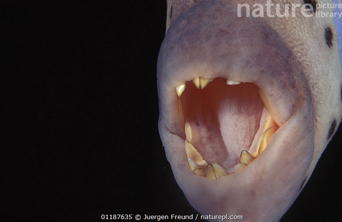 Stock photo of close up of mouth and teeth of Longtail filefish ...
