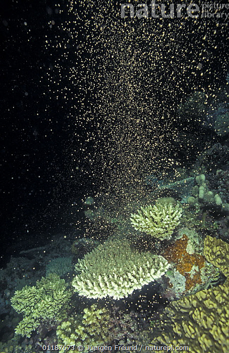 Stock photo of Coral spawning in the Great Barrier Reef happens every ...