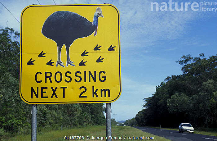 Stock photo of Cassowary protection warning road signs, Western ...