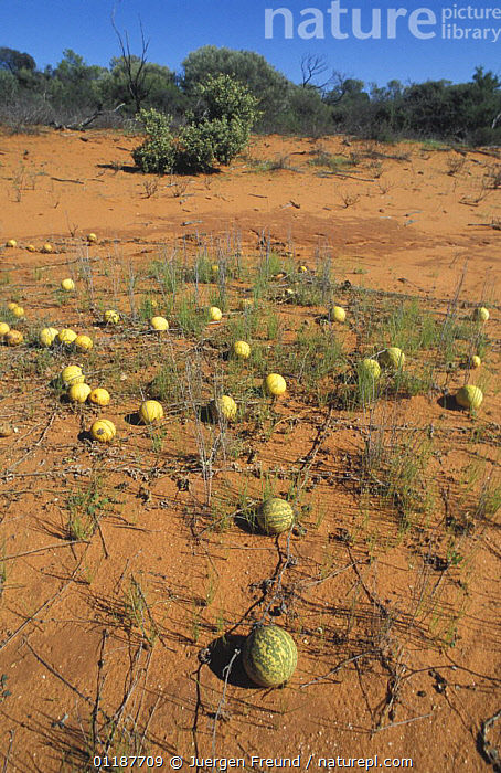 Stock photo of Desert melons {Citrullus colocynthis} growing beside ...