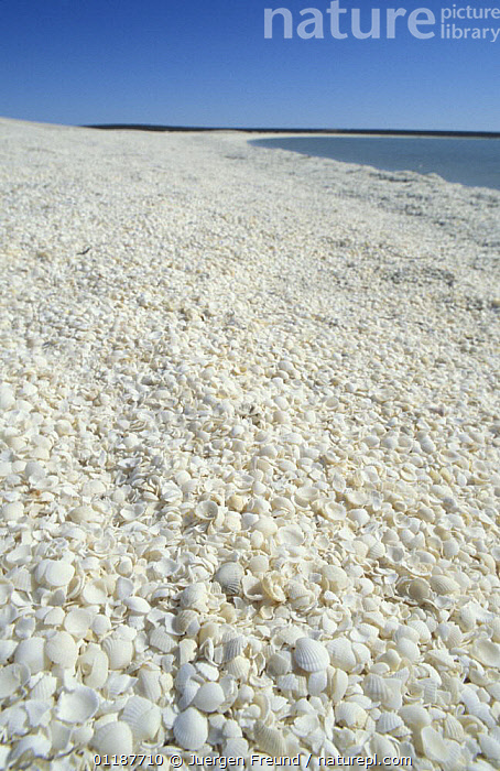 Stock photo of Shell Beach, a unique beach of tiny white shells up to ...