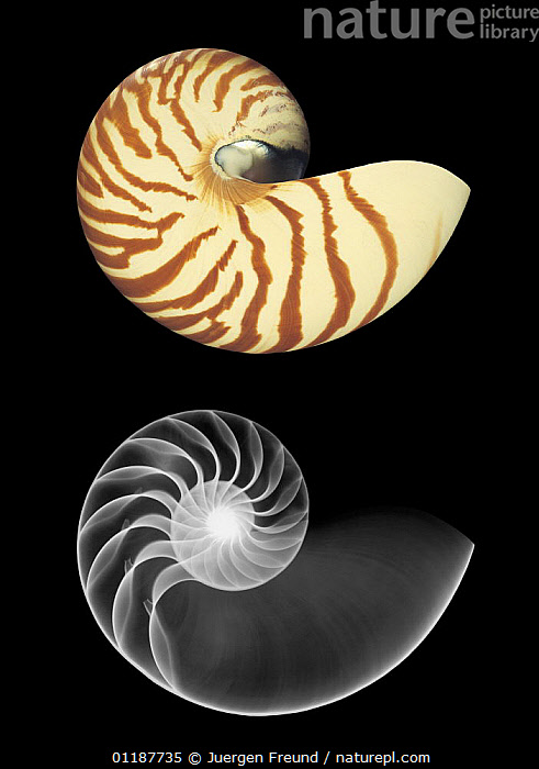 Stock photo of Photograph and X-ray of shell of the Chambered / Pearly ...