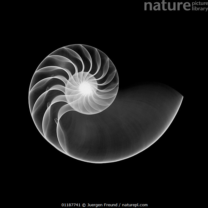 Stock photo of X-ray of the shell of the Pearly / Chambered nautilus ...