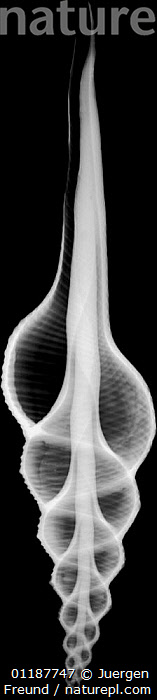 Stock photo of X-Ray of Sea Snail Shell showing internal spiral ...