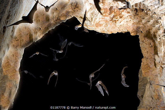 Stock photo of Ghost-faced Bats (Mormoops megalophylla) flying into ...