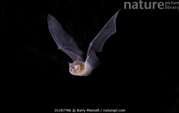 Stock photo of Funnel-eared Bat (Natalus stramineus) in flight, Neuvo ...