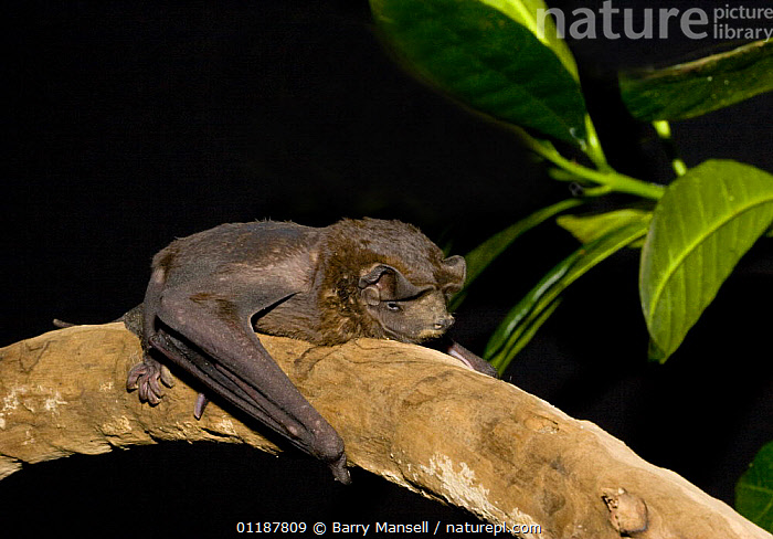 Stock photo of Velvety Free-tailed / Miller's Mastiff Bat (Molossus ...