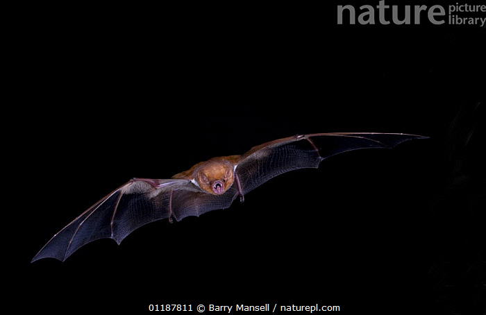 Stock photo of Western Red Bat (Lasiurus blossevilli) in flight, Nuevo ...