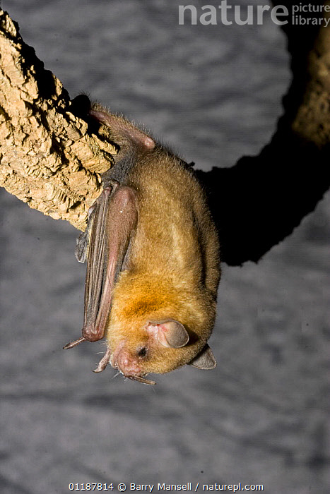 Stock photo of Yellow-shouldered / American Epauleted Bat (Sturnira SP ...