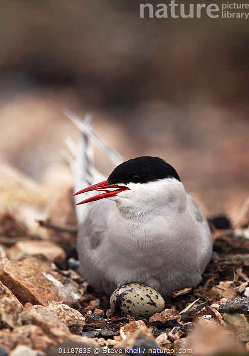 Stock photo of Arctic tern (Sterna paradisaea) on nest, with egg visible, UK. Available for sale ...