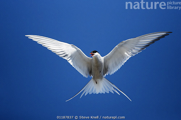 Stock photo of Arctic tern (Sterna paradisaea) in flight, UK. Arctic ...