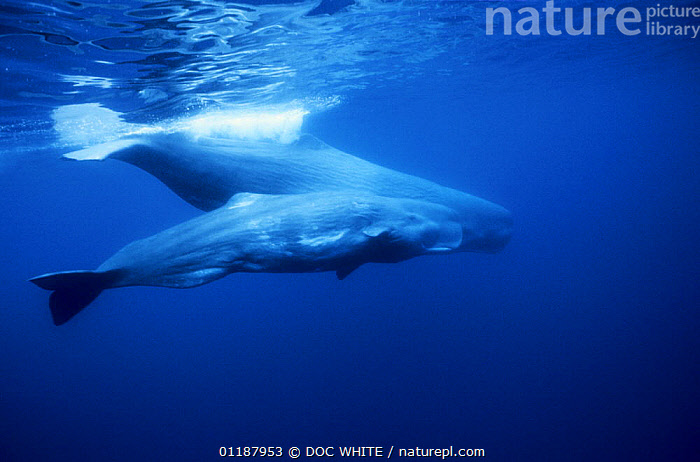 Stock photo of Sperm whale (Physeter macrocephalus) mother and calf. Available for sale on www ...