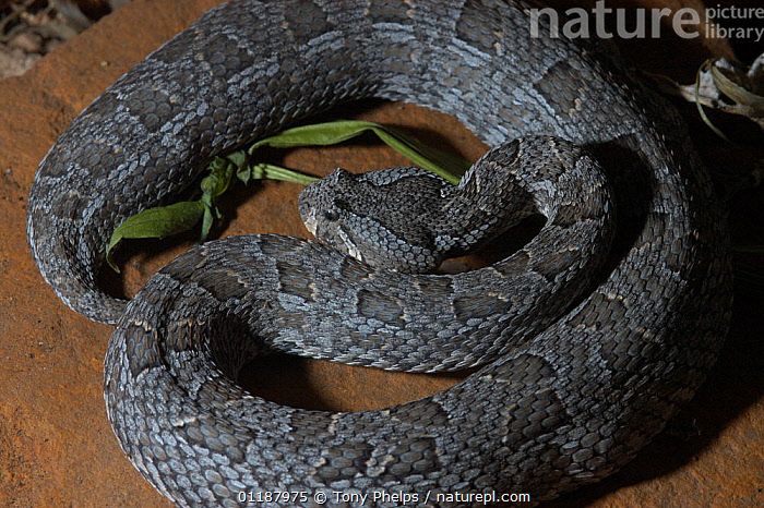 Stock photo of Obese dwarf adder {Bitis sp} captive, Cape Town, South ...