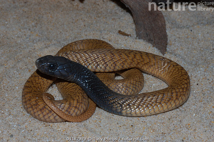 Stock photo of Moroccan / Egyptian cobra {Naja haje} legionis colour ...