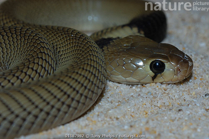 Stock photo of Nubian spitting cobra {Naja nubia} juvenile, captive ...