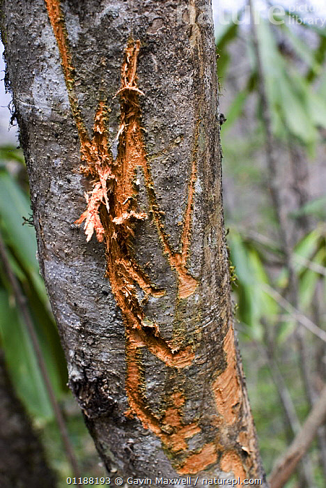 Stock photo of Giant panda territorial scratch marks on tree, Changqing ...