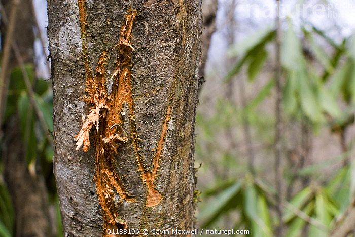 Stock photo of Giant panda's territorial scratch marks on tree trunk ...