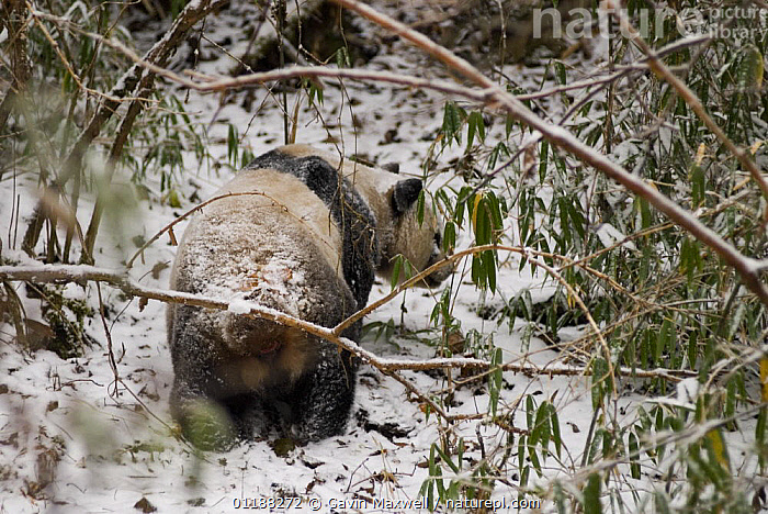 Stock photo of Rear view of wild Giant panda {Ailuropoda melanoleuca ...