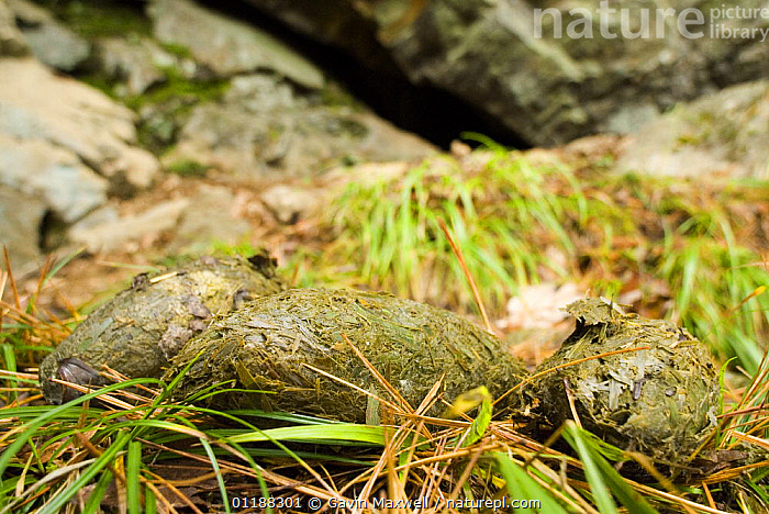 Stock photo of Giant panda faeces {Ailuropoda melanoleuca} Foping ...