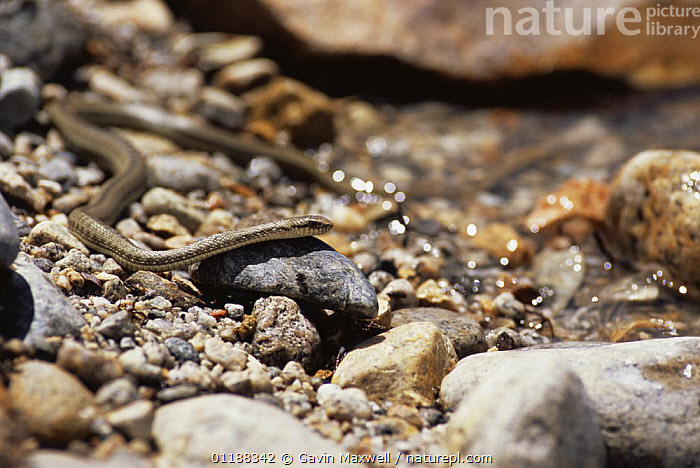 Stock photo of Hot Spring Snake (Thermophis baileyi) on shoreline ...