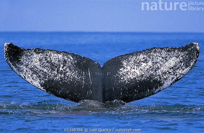 Stock photo of Humpback whale {Megaptera novaeangliae} tail fluke ...