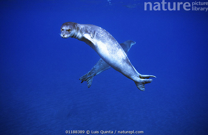 Stock photo of Mediterranean monk seals {Monachus monachus} Deserta island, Madeira,. Available ...