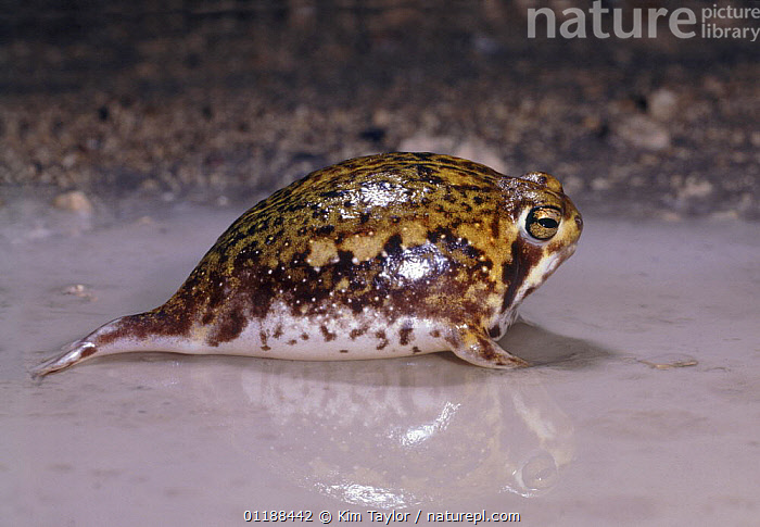 Stock photo of Natal Pyxie Frog (Pyxicephalus natalensis) swollen in ...