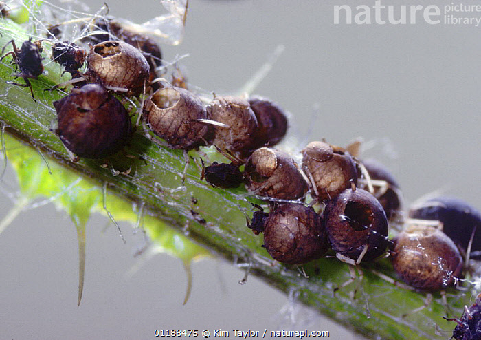 Stock photo of Aphids killed by parasitic wasps, leaving only hollow ...