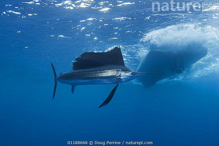 Stock photo of Atlantic sailfish {Istiophorus platypterus / albicans ...
