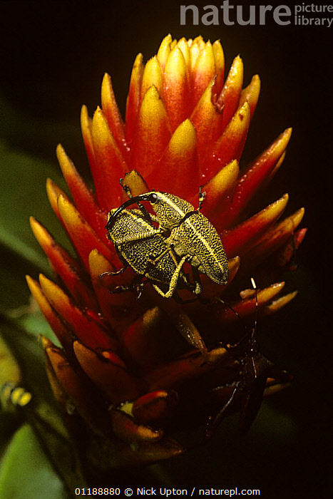 Stock photo of Weevils (Circulionidae) fighting on flower spike ...