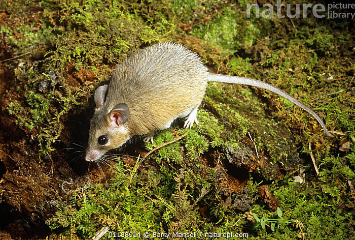 Stock photo of Spiny egyptian mouse {Acomys dimiditus} captive, from ...