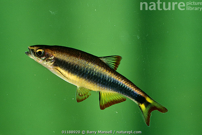 Stock photo of Highscale shiner {Notropis / Pteronotropis hypsilepis ...