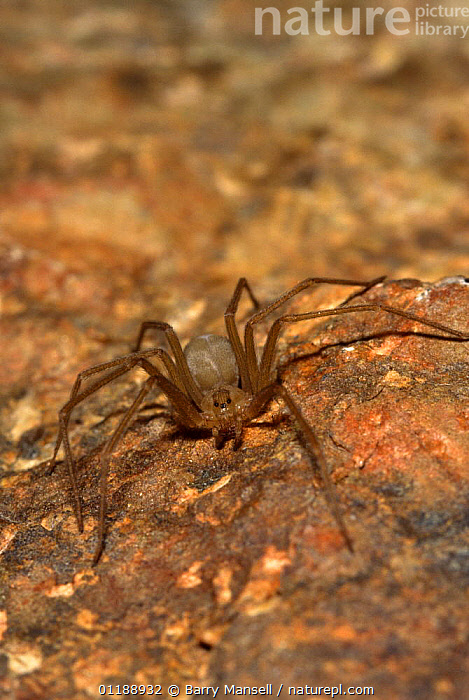 Stock photo of Brown recluse spider {Loxosceles reclusa}. Available for ...