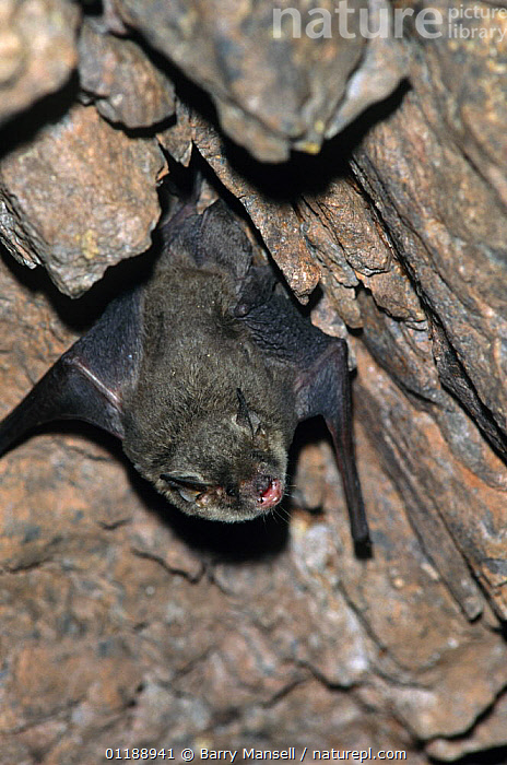 Stock photo of Mexican bulldog / Fisherman bat {Noctilio leporinus ...