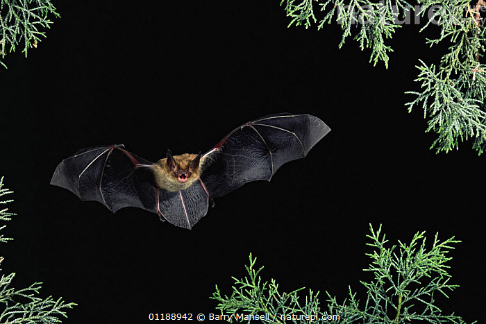 Stock photo of Southwestern bat {Myotis auriculus} flying at night ...