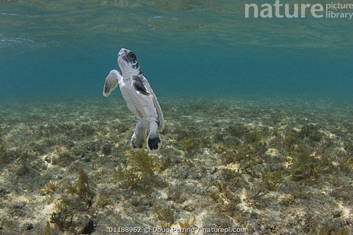 Stock photo of Australian flatback sea turtle hatchling (Natator ...