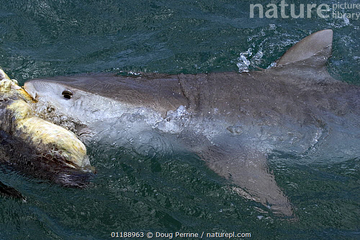 Stock photo of Tiger shark (Galeocerdo cuvier) scavenging carcass of ...