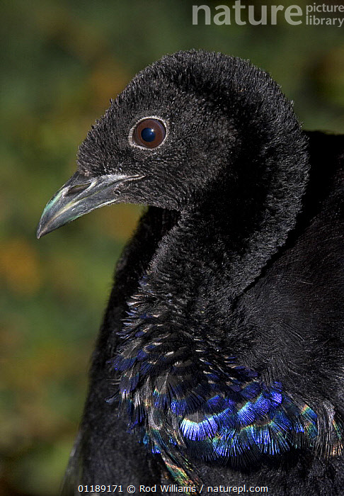 Stock photo of Grey-winged Trumpeter (Psophia crepitans crepitans ...