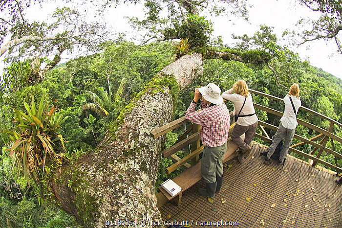 Stock photo of Tourists birdwatching from canopy tree tower. Rainforest ...