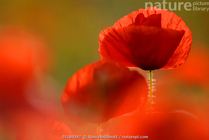 Stock photo of Common poppy {Papaver rhoeas} flower, Cornwall, UK ...