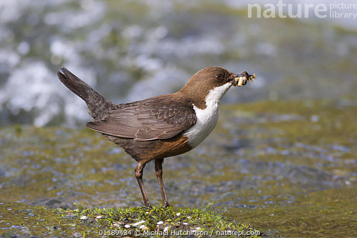 Stock photo of Dipper (Cinclus cinclus) with several insect larvae in ...