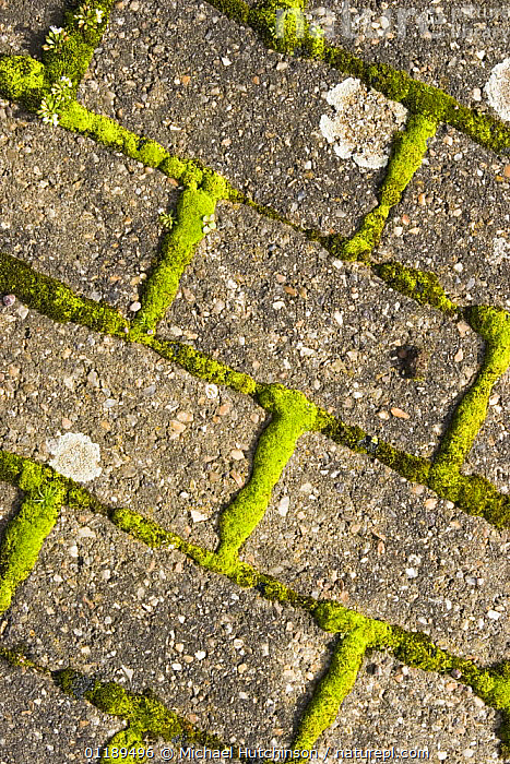 Stock photo of Moss growing in gaps between pavement slabs, Bristol, UK ...