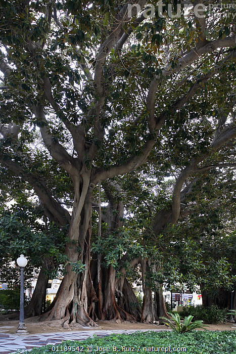 Stock photo of Rubber fig tree (Ficus elastica) with buttress roots ...