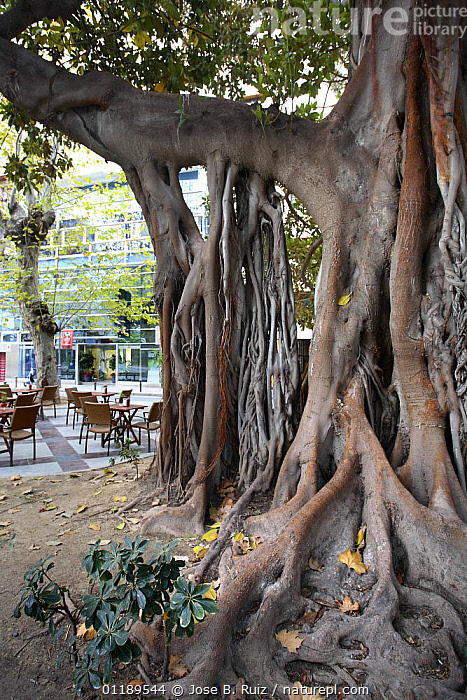 Stock photo of Buttress roots of Rubber fig tree (Ficus elastica) in ...