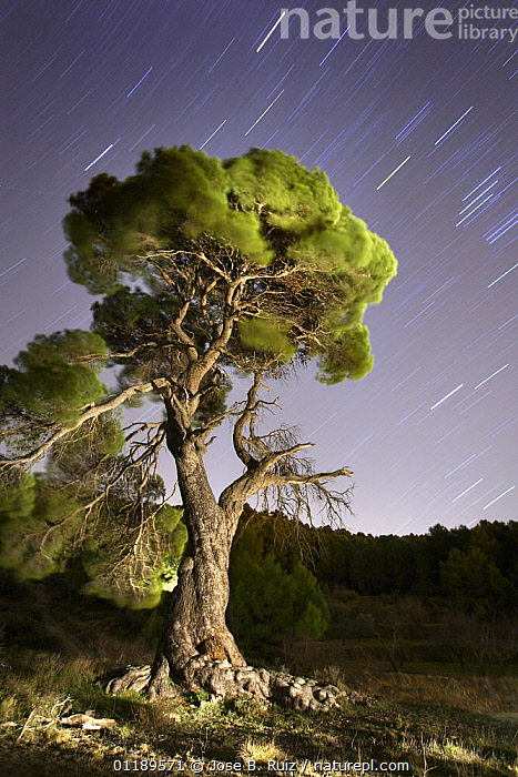 Stock photo of Aleppo pine tree {Pinus halepensis} photographed with ...