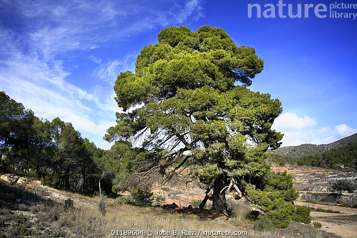 Stock photo of Aleppo pine tree (Pinus halepensis) Petrar, Alicante ...